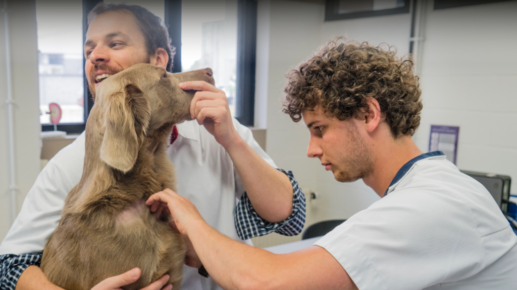 Healthy pets for happy families - AnimalhealthEuropeAnimalhealthEurope