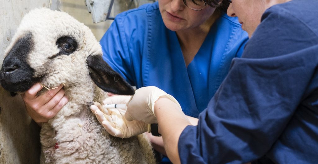 Supporting sustainable agriculture - AnimalhealthEurope